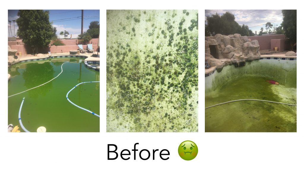 Black Algae Cleanup - Before and After! - Bright and Clear Pools